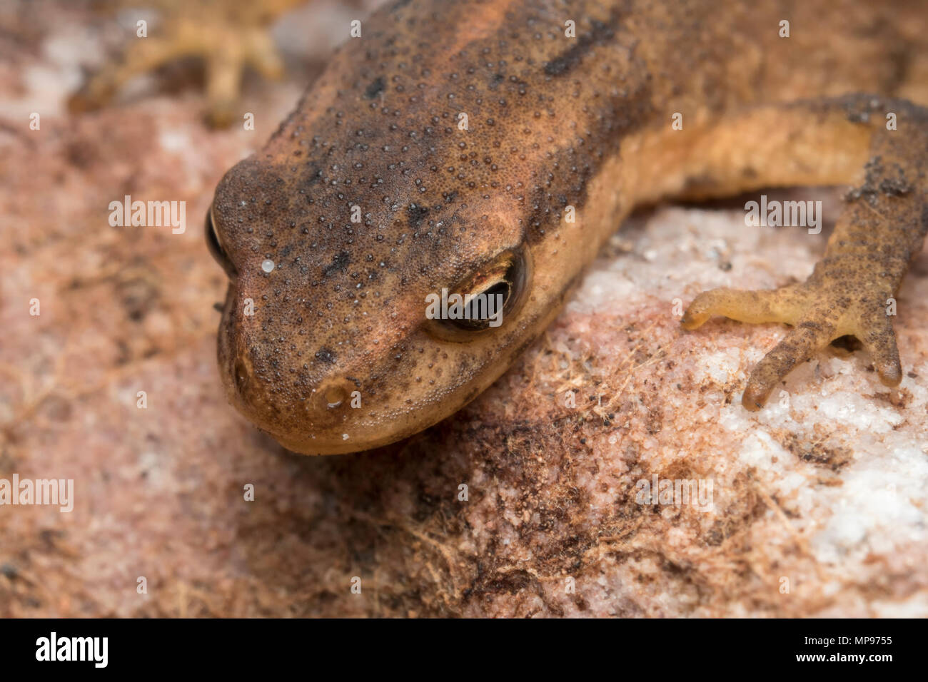 Newts of the world hi-res stock photography and images - Alamy