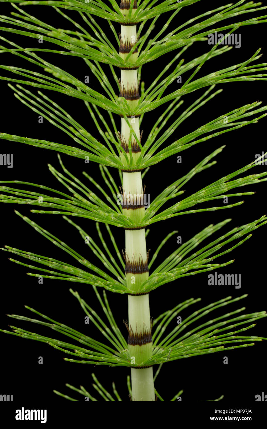 Horsetail fern hi-res stock photography and images - Alamy