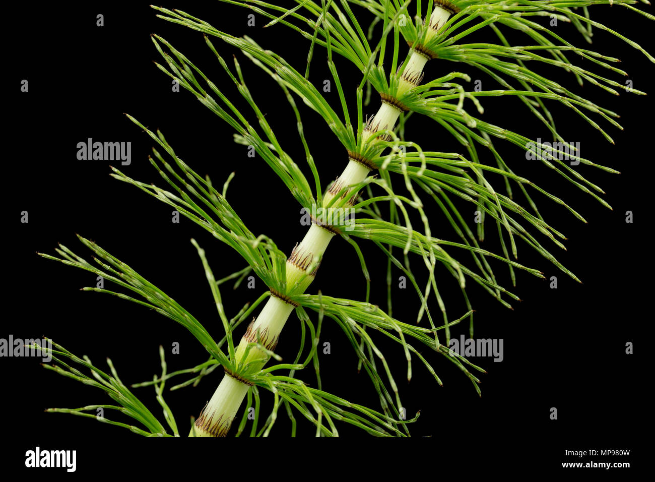 Spore bearing hi-res stock photography and images - Alamy