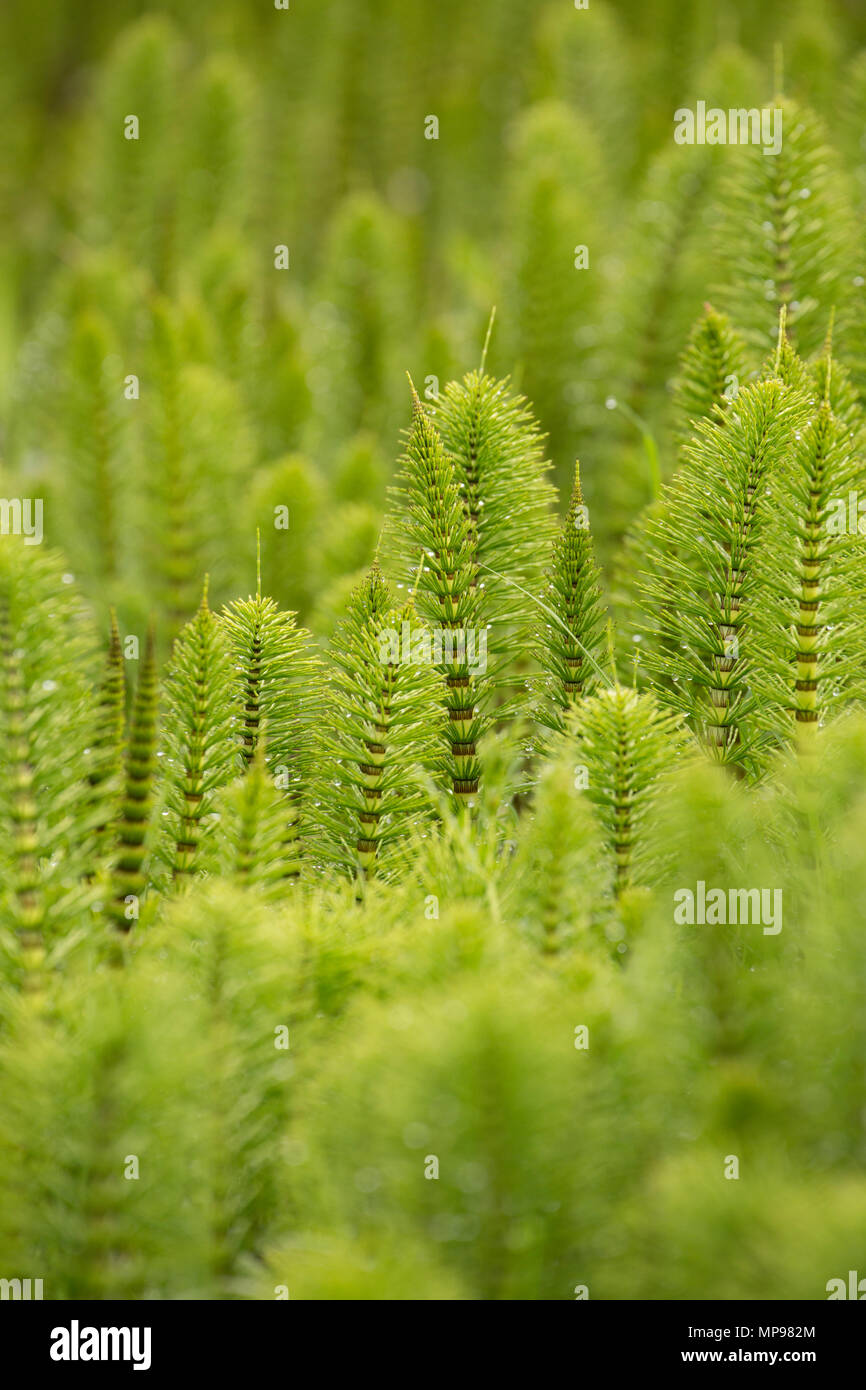 Horsetail fern hi-res stock photography and images - Alamy
