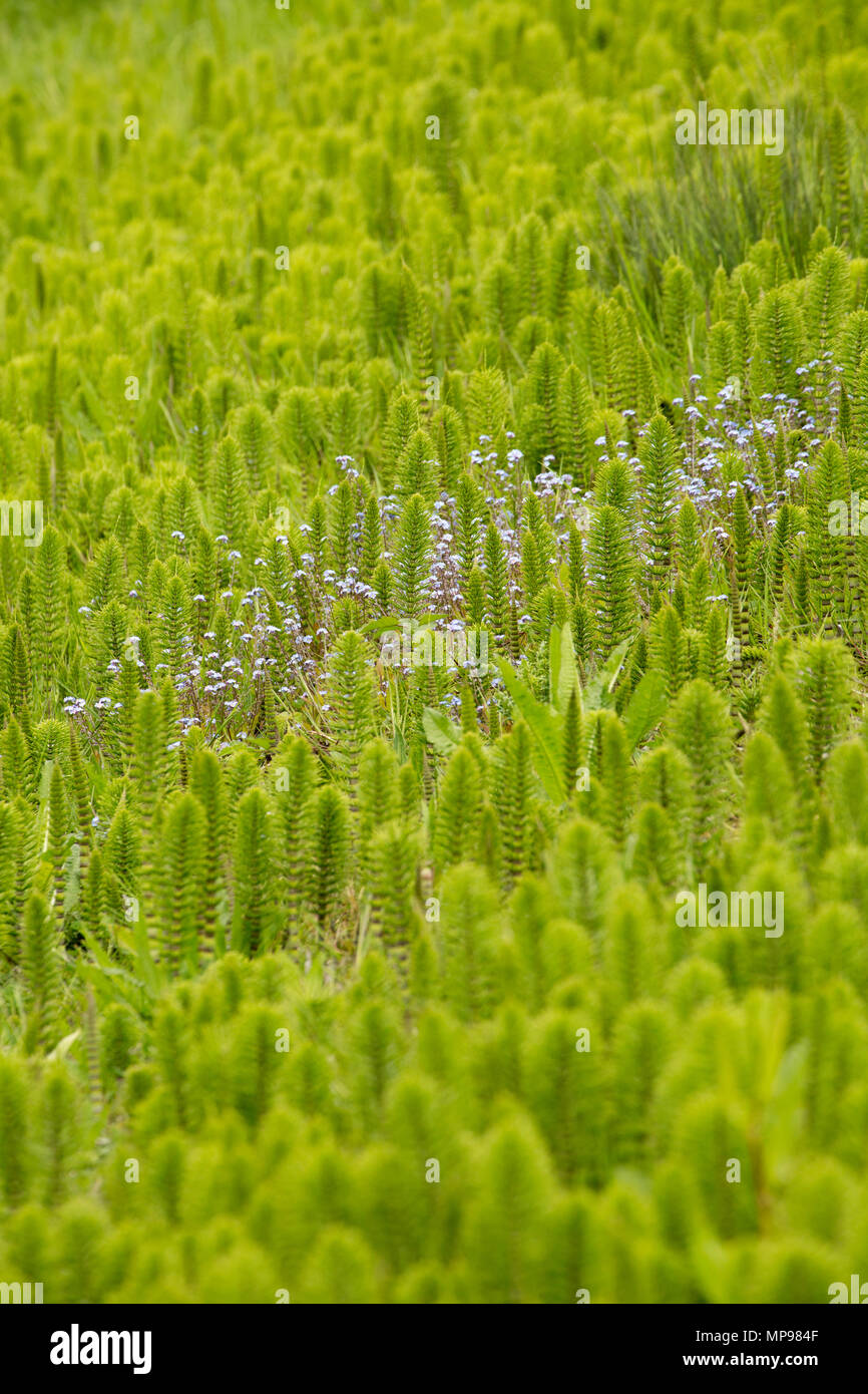 Horsetail fern hi-res stock photography and images - Alamy