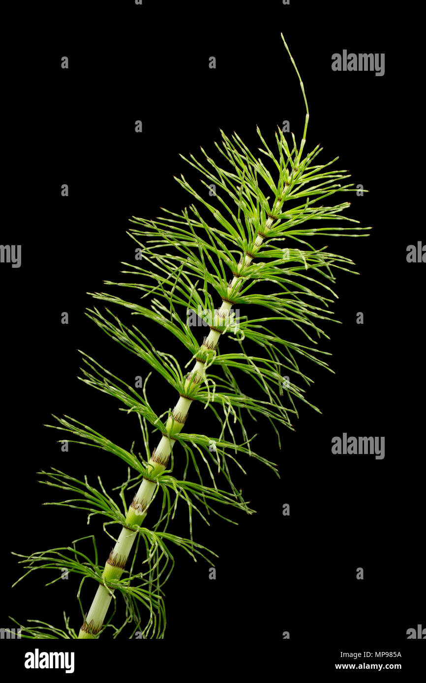 Horsetail Fern High Resolution Stock Photography and Images - Alamy