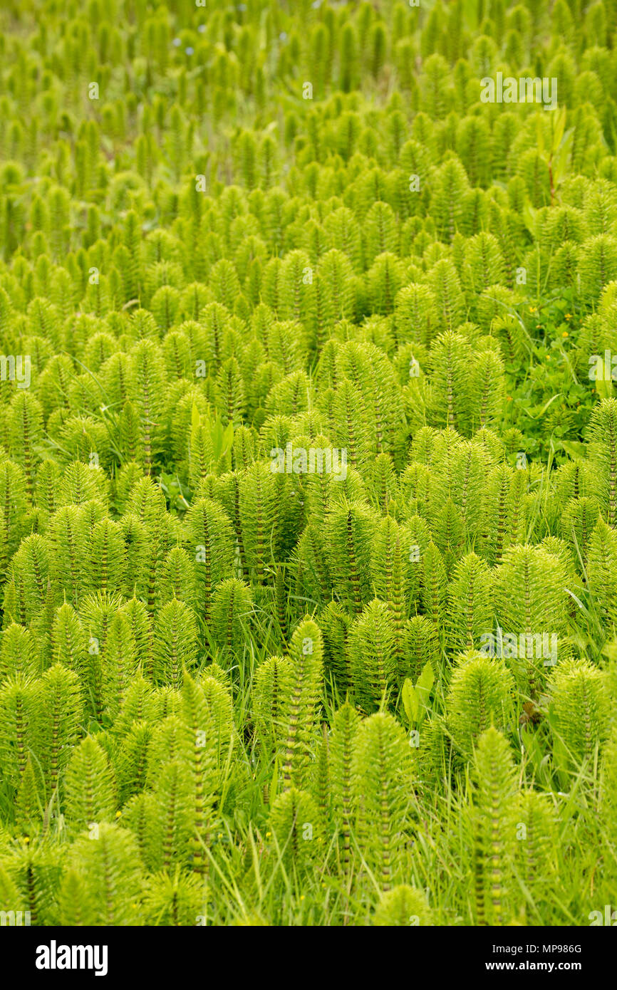 Horsetail fern hi-res stock photography and images - Alamy