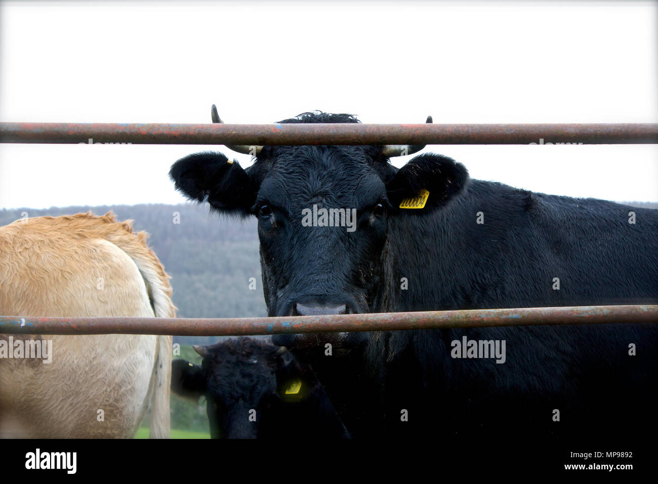 Large cattle gate hi-res stock photography and images - Alamy