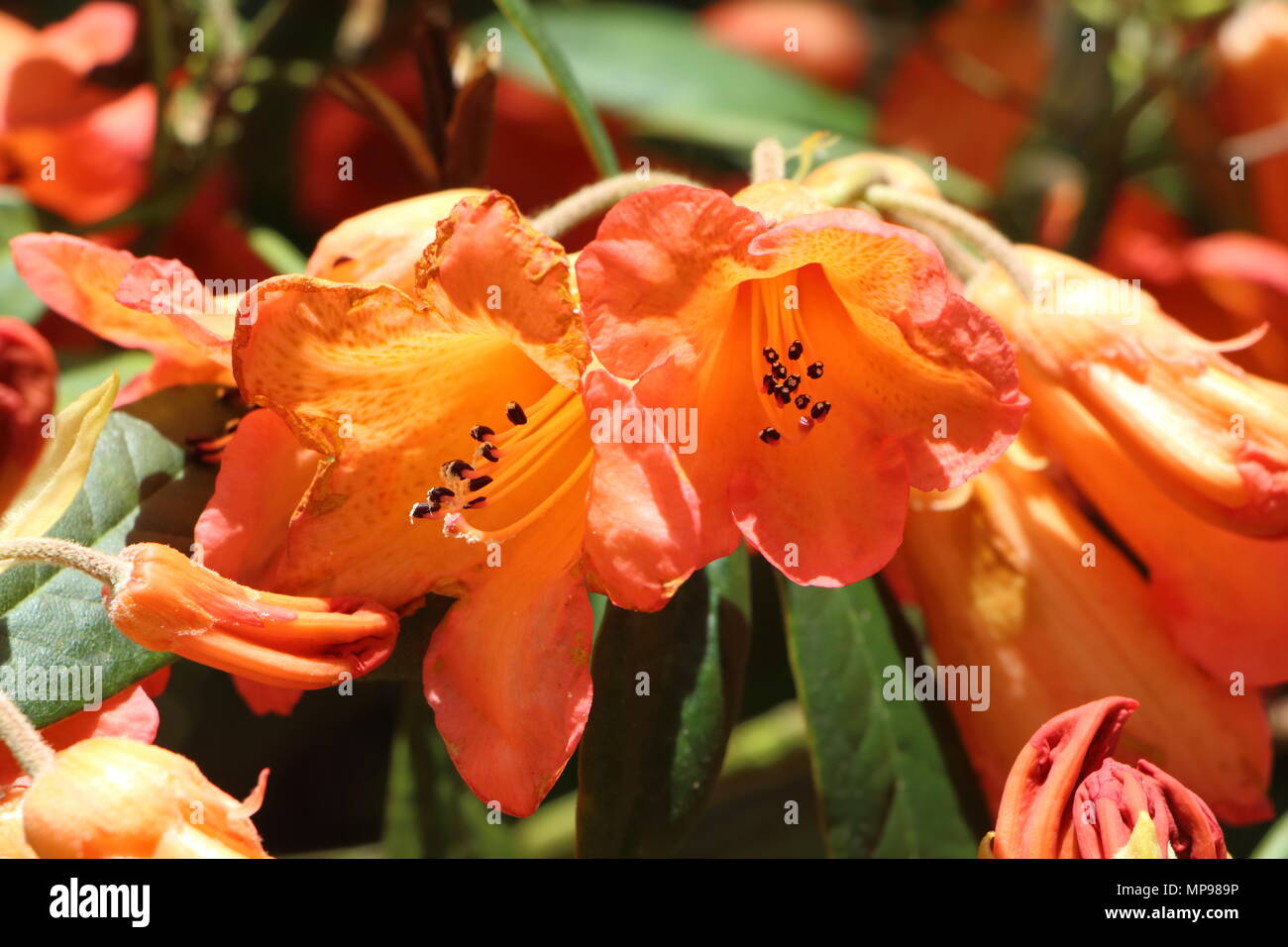Orange crossvine flowers in a garden during spring Stock Photo - Alamy
