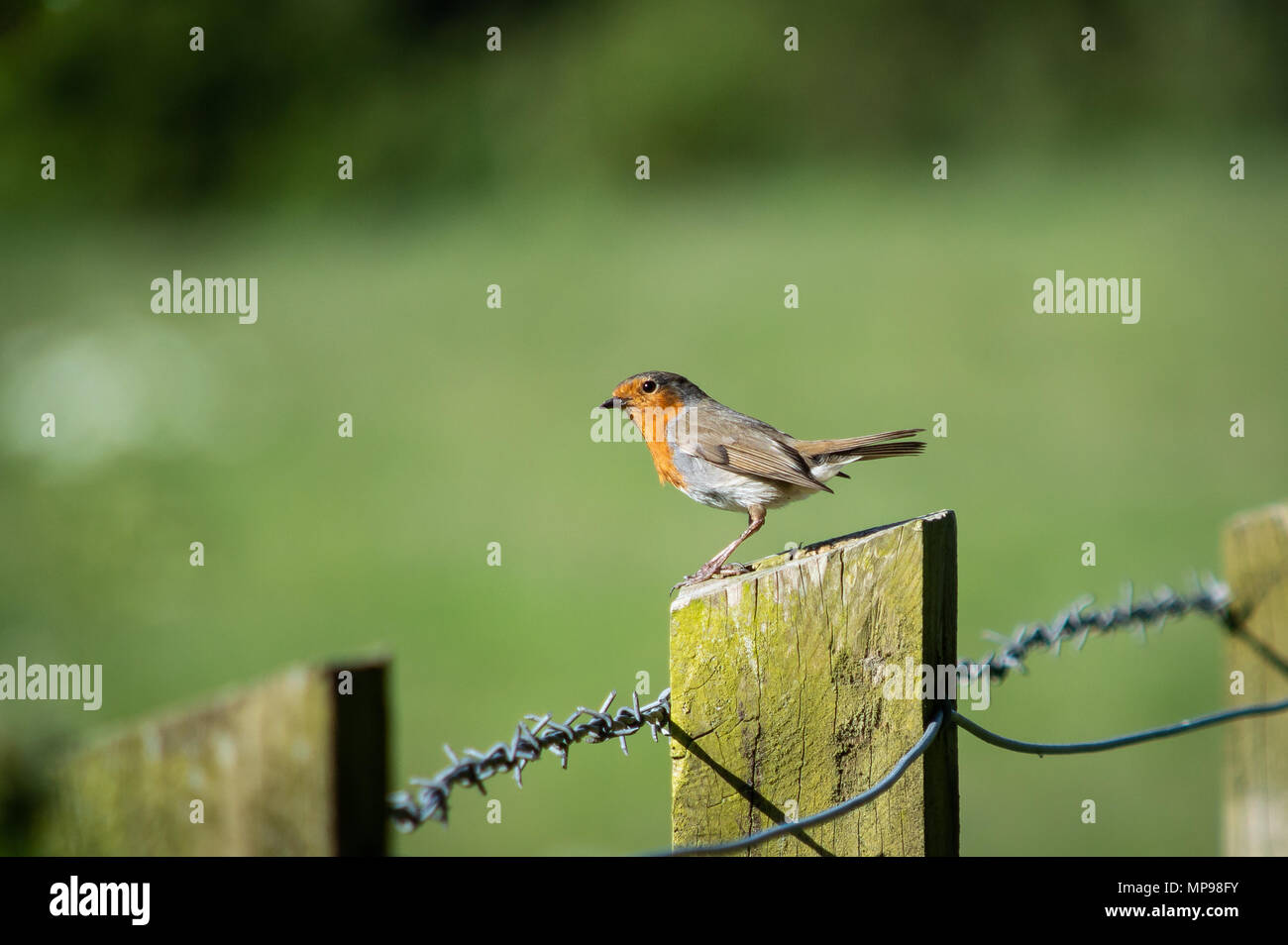 Robin on wooden pole of barbed wire fence Stock Photo - Alamy