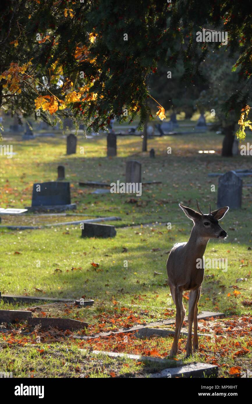 Young buck, Ross Bay Cemetery, BC Stock Photo - Alamy