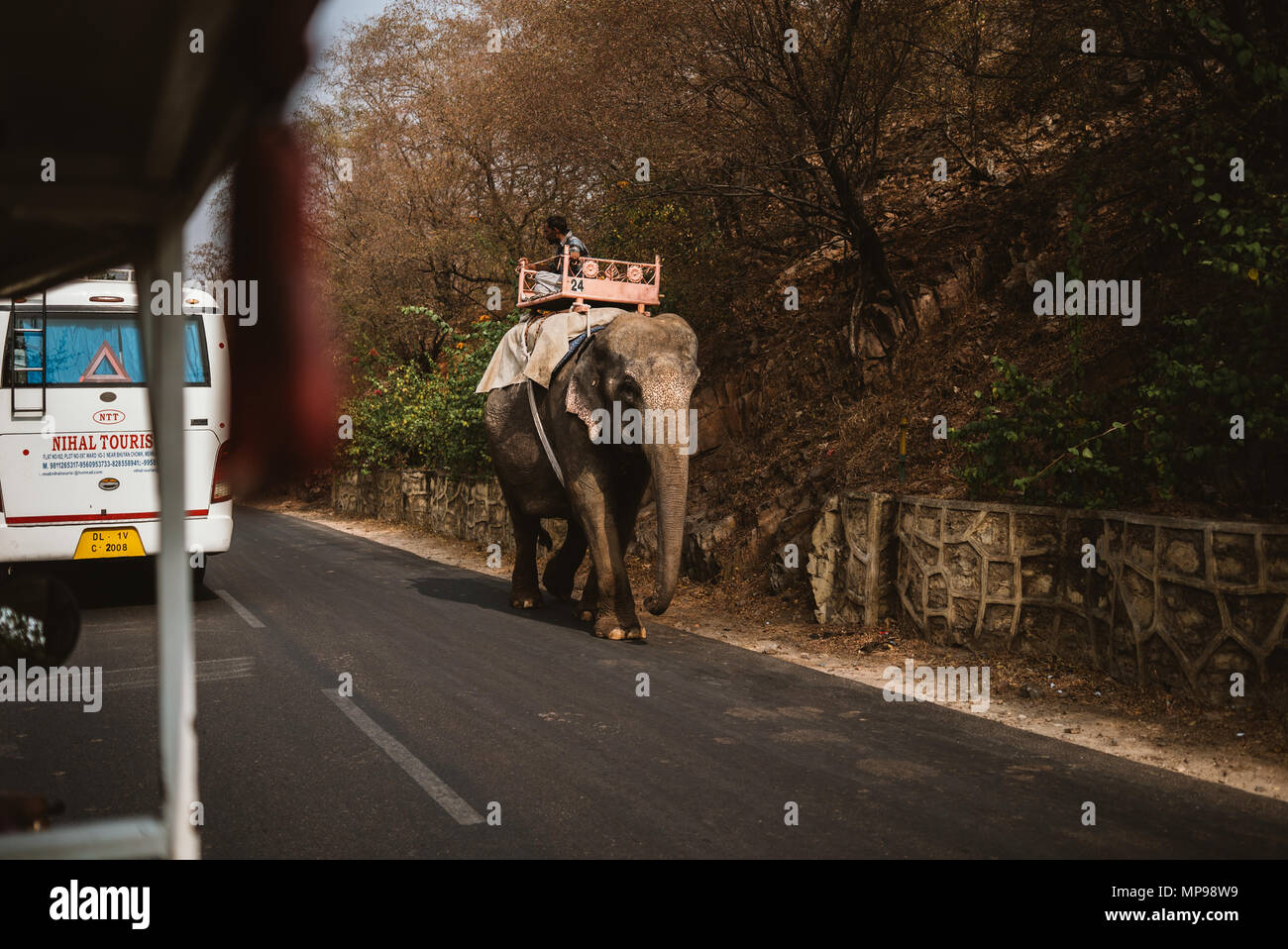 Indian elephants with riders hi-res stock photography and images - Alamy