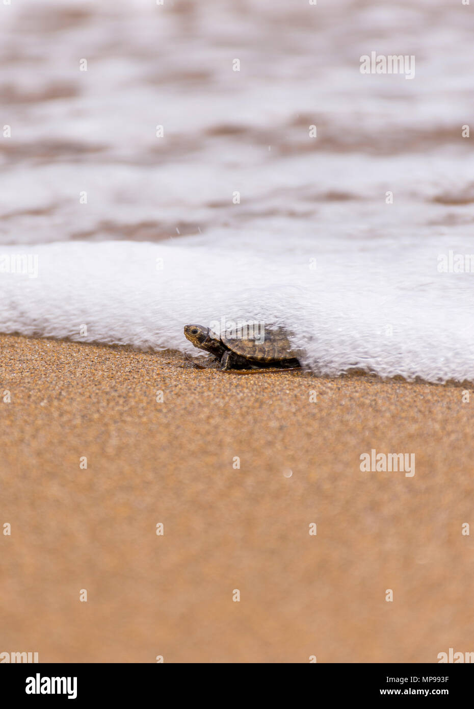 Baby sea turtle(hatchling) on a sandy beach,trying to find it`s way in ...