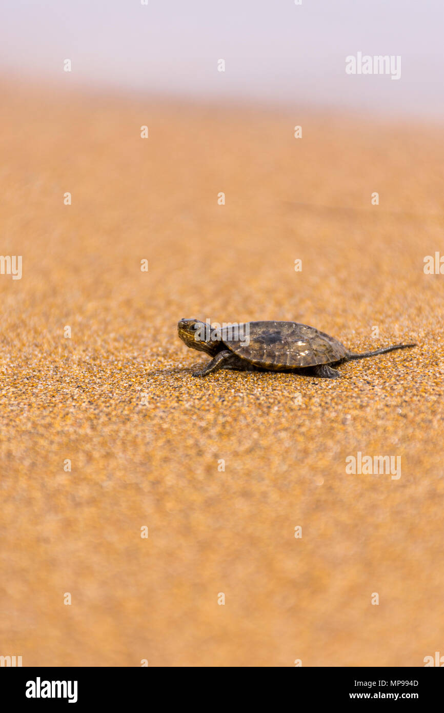 Baby sea turtle(hatchling) on a sandy beach,trying to find it`s way in ...