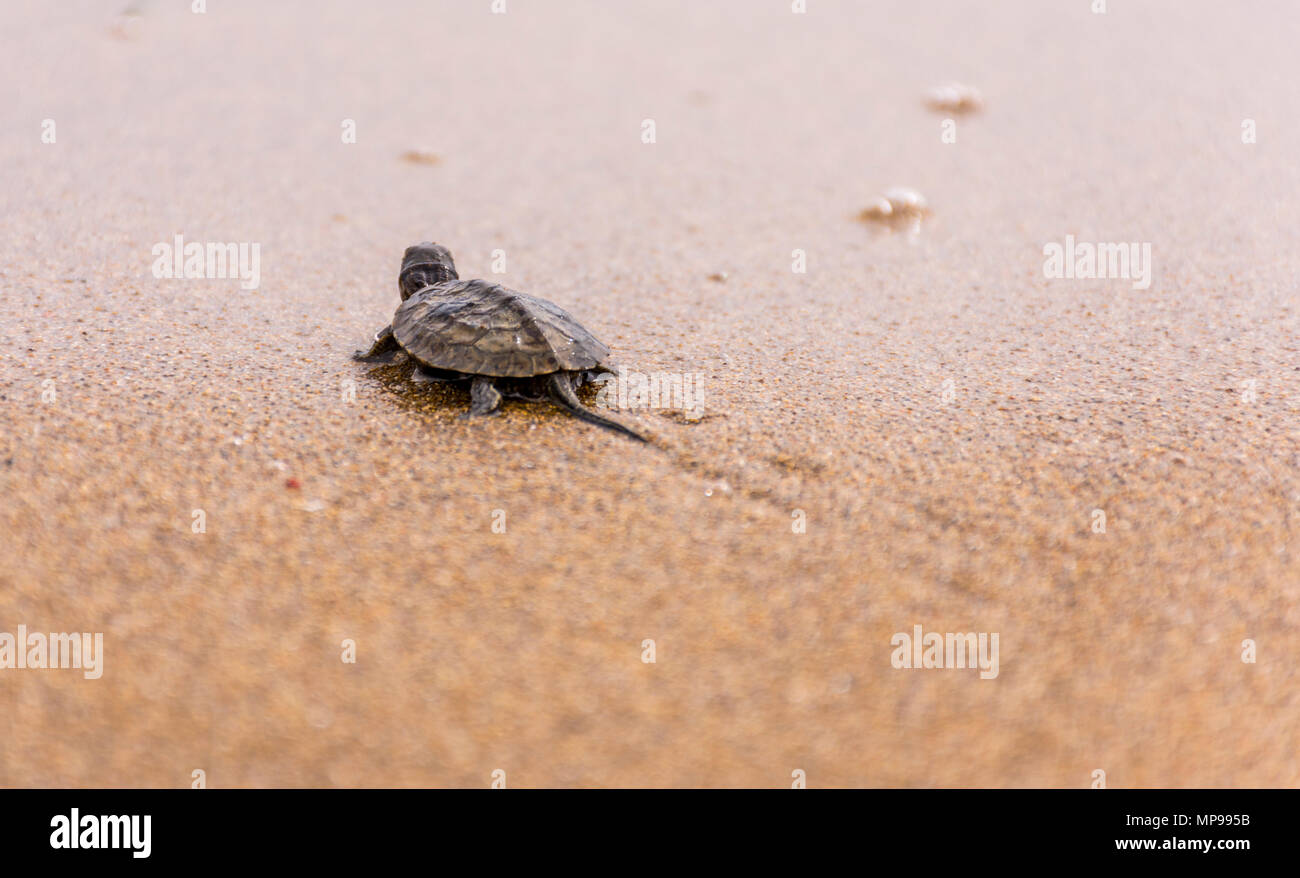 Corfu marine life hi-res stock photography and images - Alamy