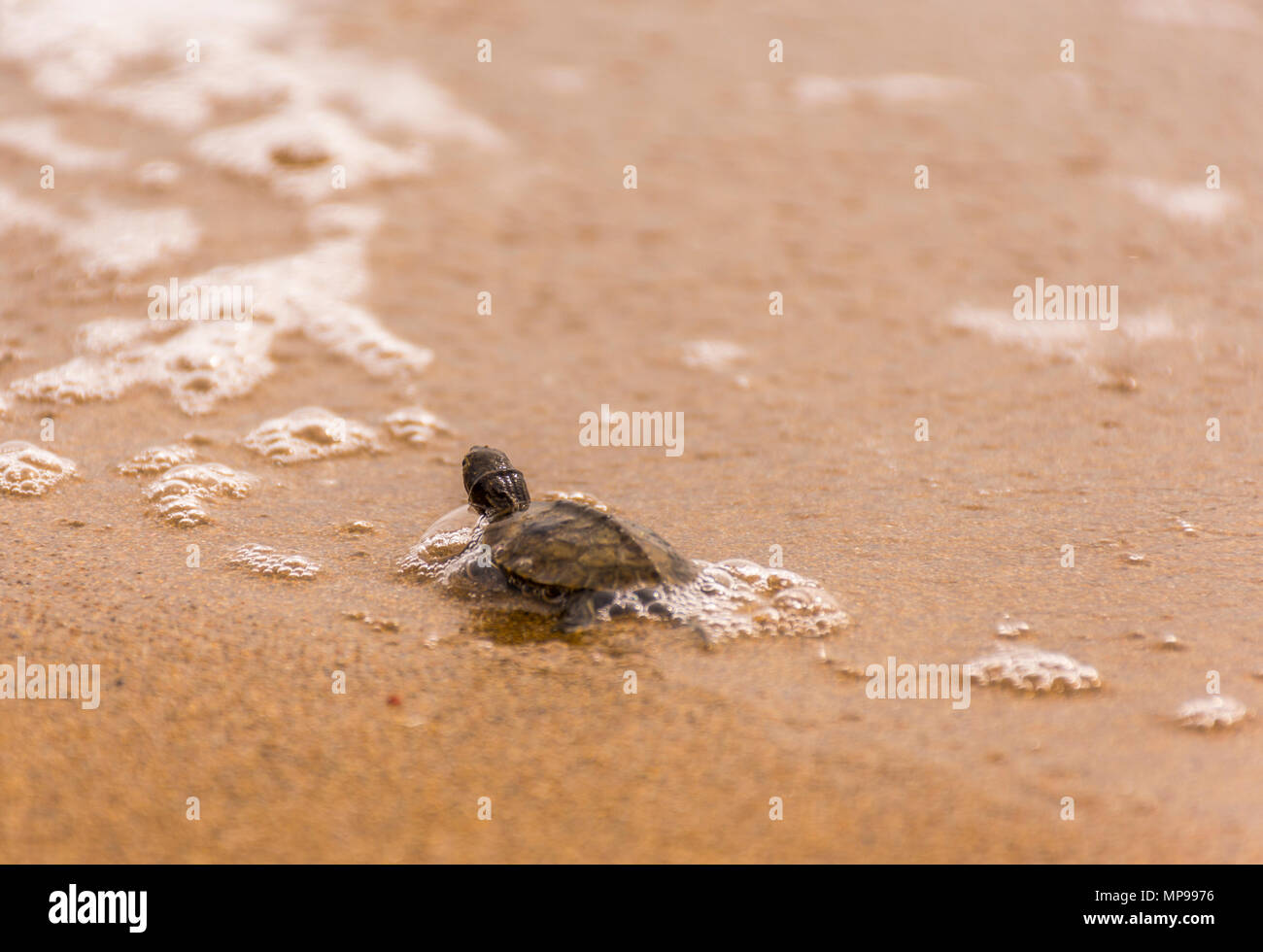 Baby sea turtle(hatchling) on a sandy beach,trying to find it`s way in ...