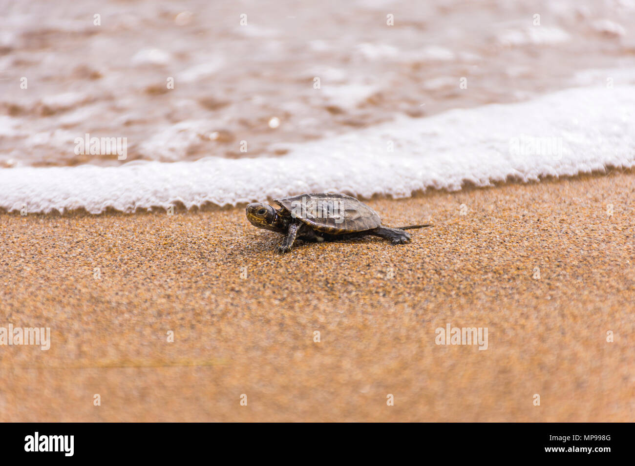Baby sea turtle(hatchling) on a sandy beach,trying to find it`s way in ...
