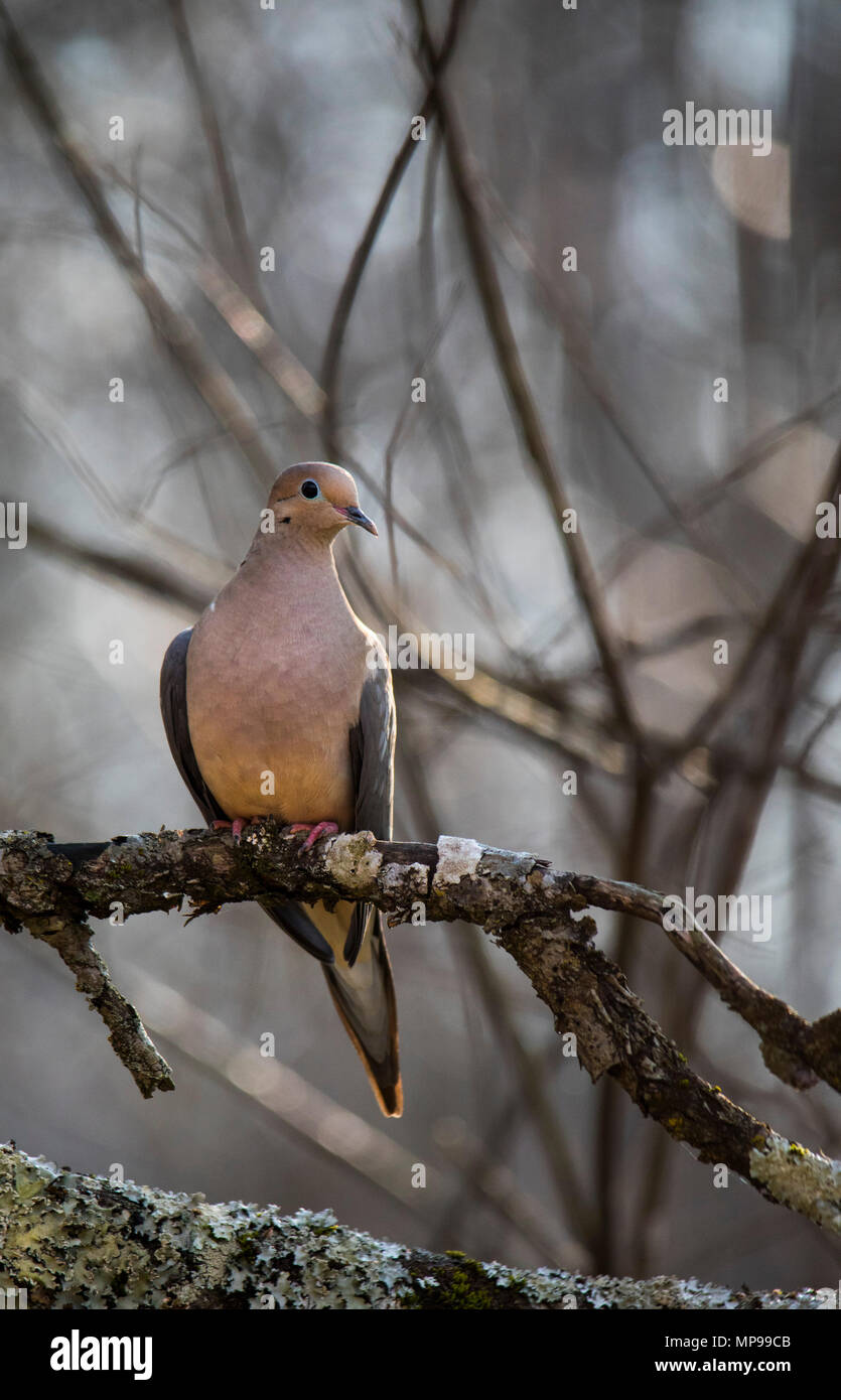 Mourning dove perches on an old apple tree branch with head turned to ...