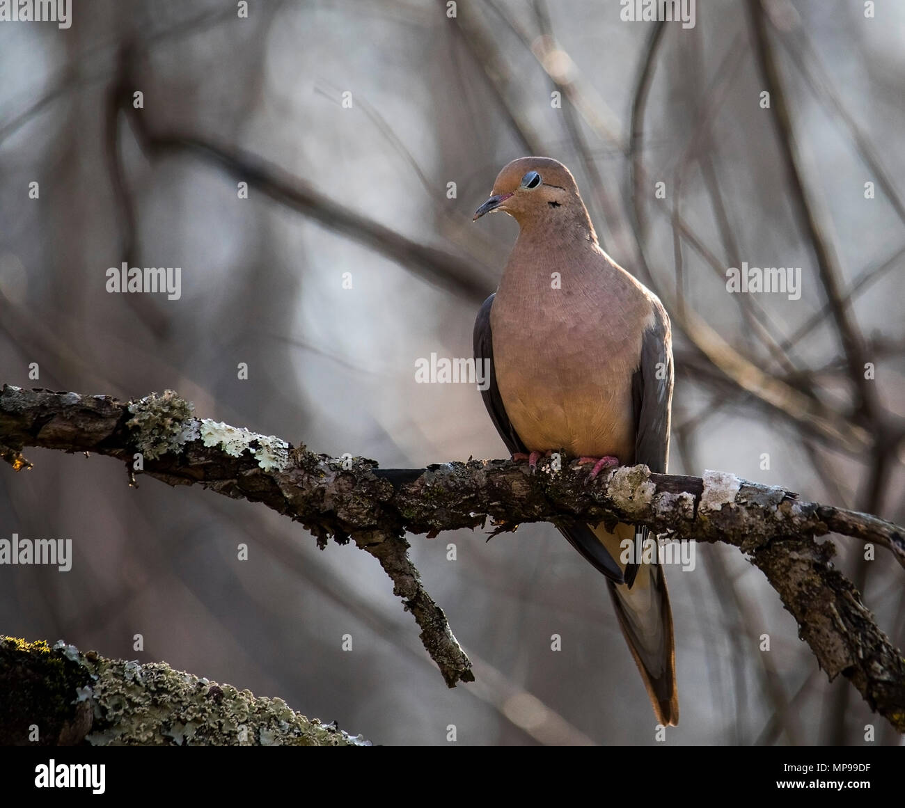 Mourning dove perches on an old apple tree branch with head turned to ...