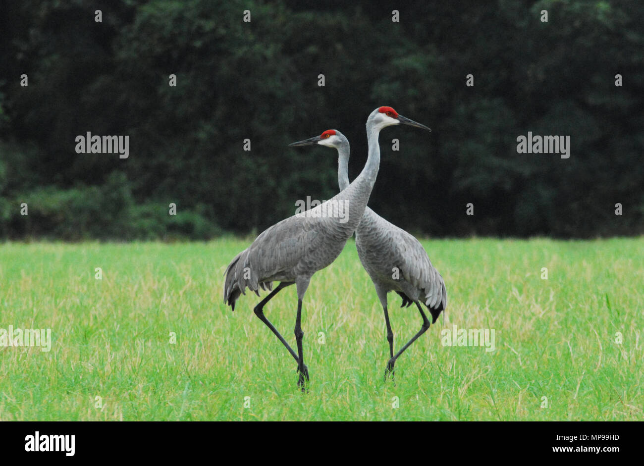 Two Large Cranes High Resolution Stock Photography and Images - Alamy