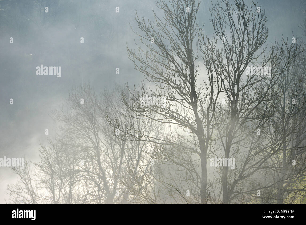 Trees surrounded by fog Stock Photo - Alamy
