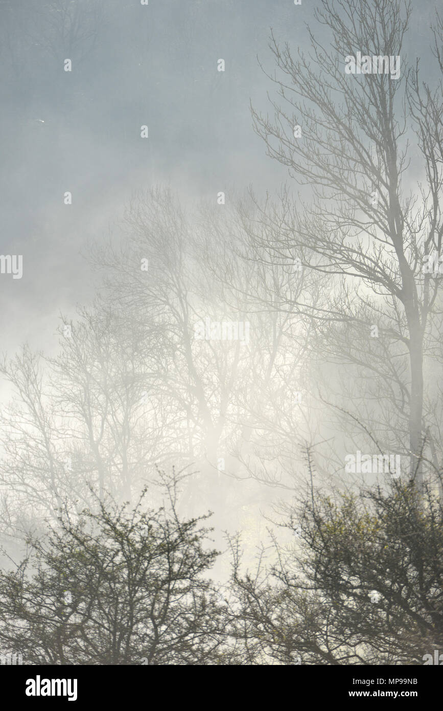 Trees surrounded by fog Stock Photo - Alamy