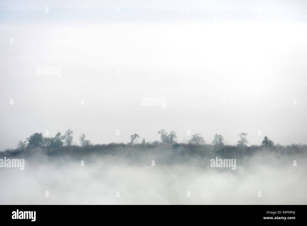 Trees surrounded by fog Stock Photo - Alamy