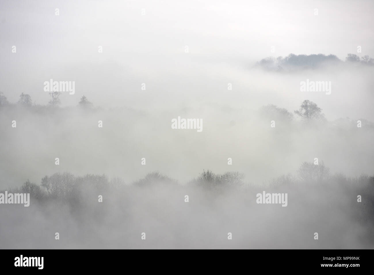Trees surrounded by fog Stock Photo - Alamy