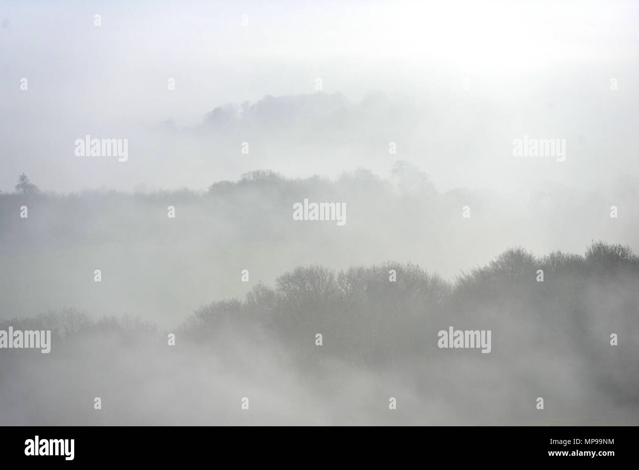 Trees surrounded by fog Stock Photo - Alamy