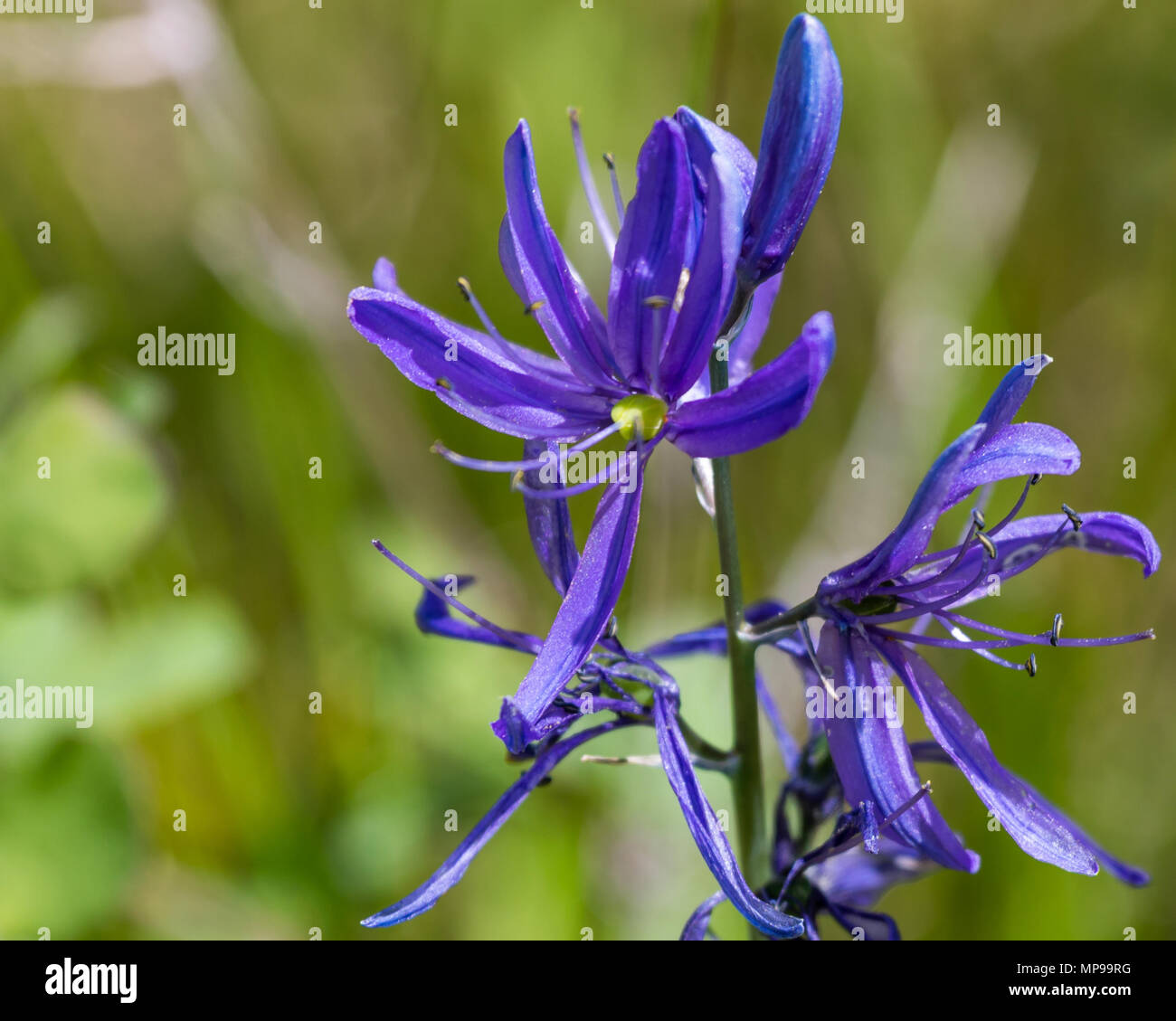 Blue camas hi-res stock photography and images - Alamy