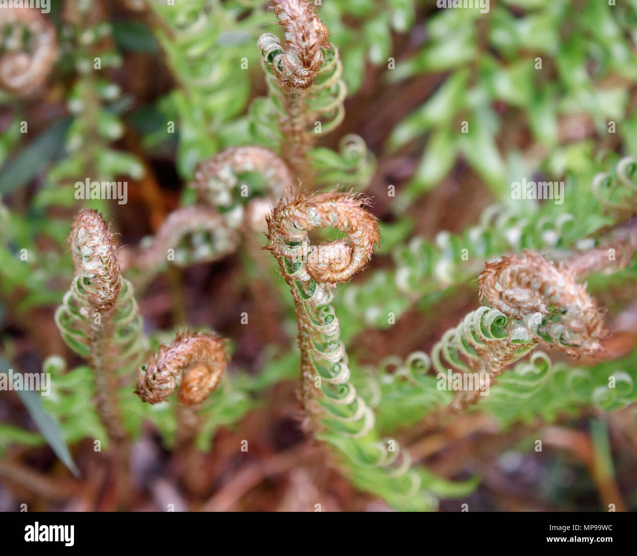 Fiddleheads fronds hi-res stock photography and images - Alamy