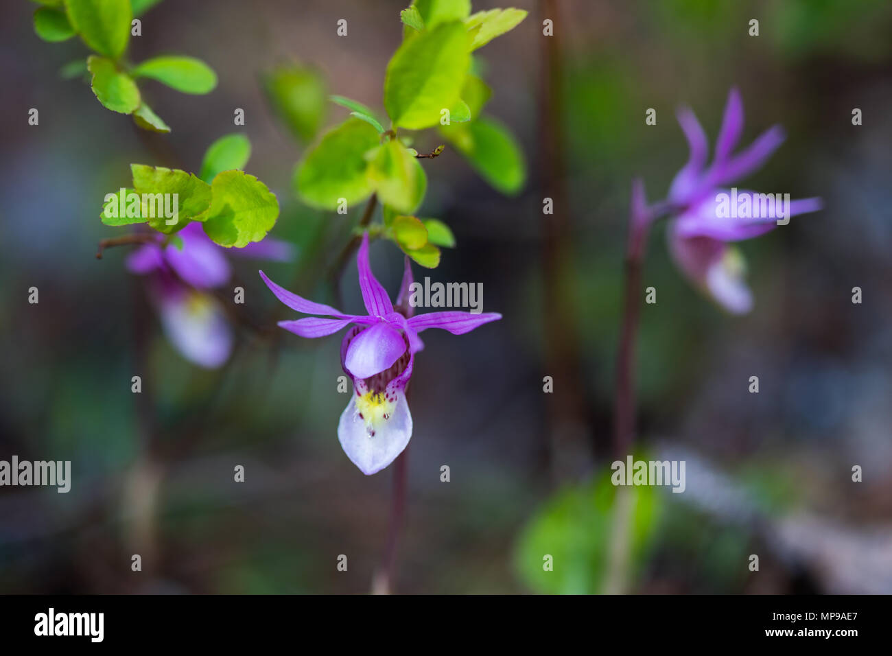 Fairy slipper calypso bulbosa hi-res stock photography and images - Alamy