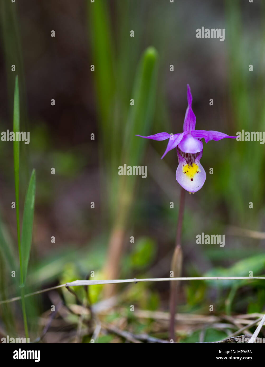 Fairy slipper calypso bulbosa hi-res stock photography and images - Alamy