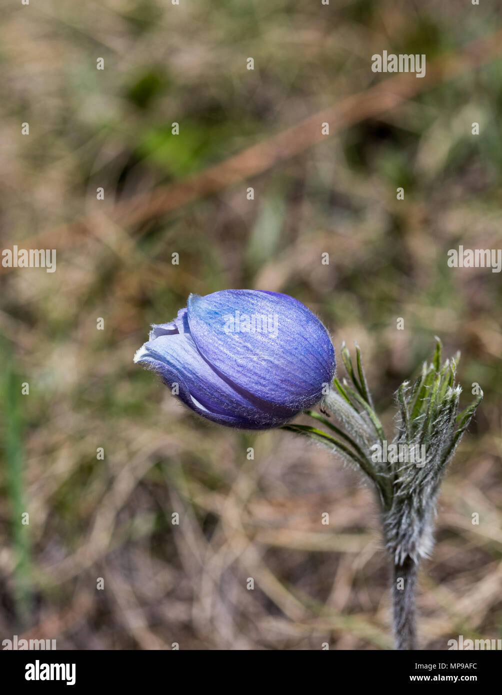 Prairie Crocus Canada Spring Stock Photos & Prairie Crocus Canada ...