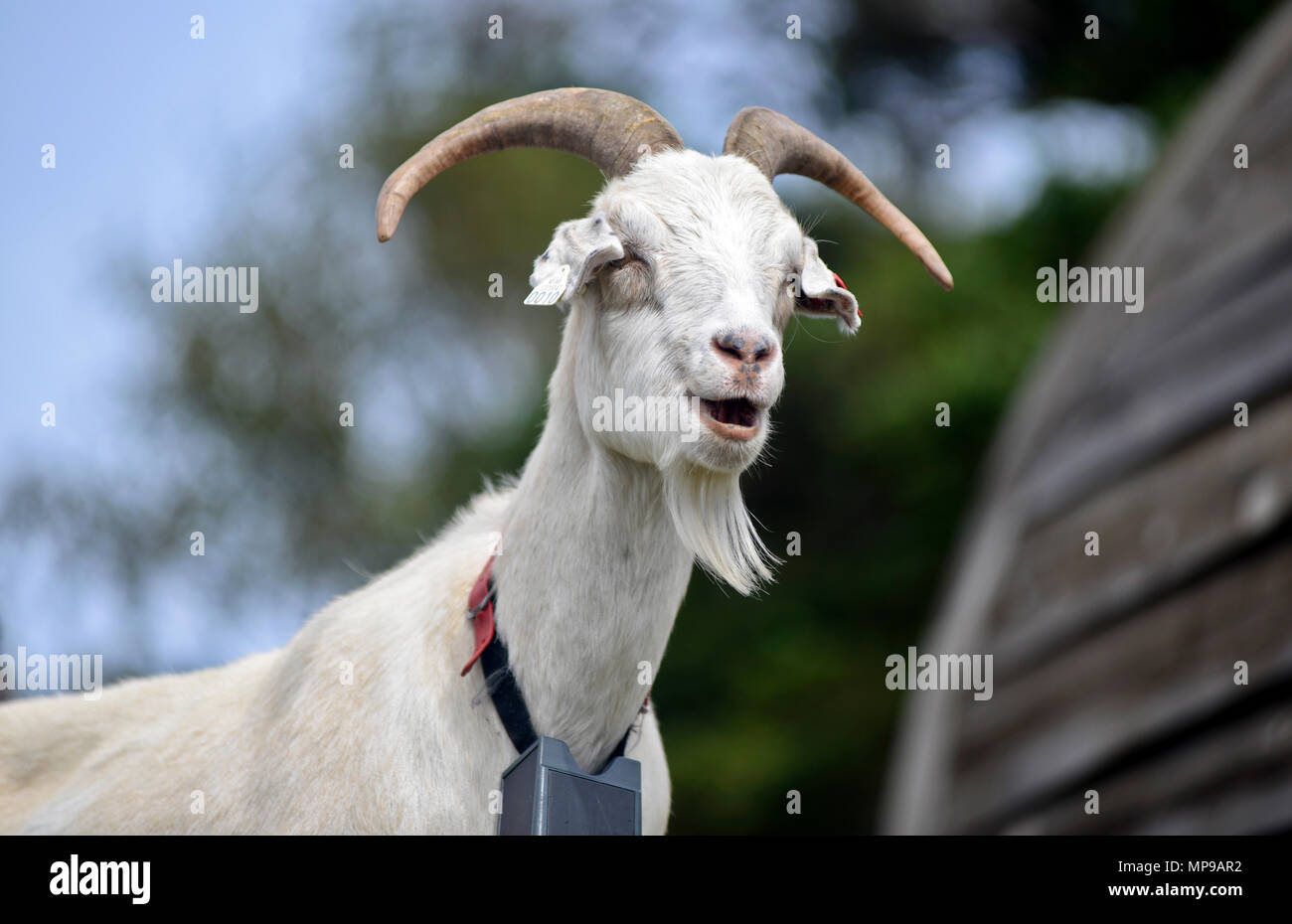 Nordic goat hi-res stock photography and images - Alamy
