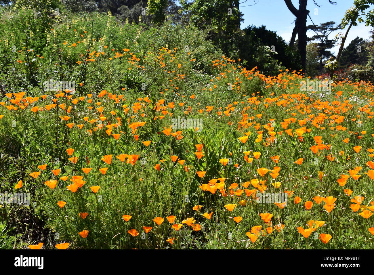 Golden gate park san francisco hi-res stock photography and images - Alamy