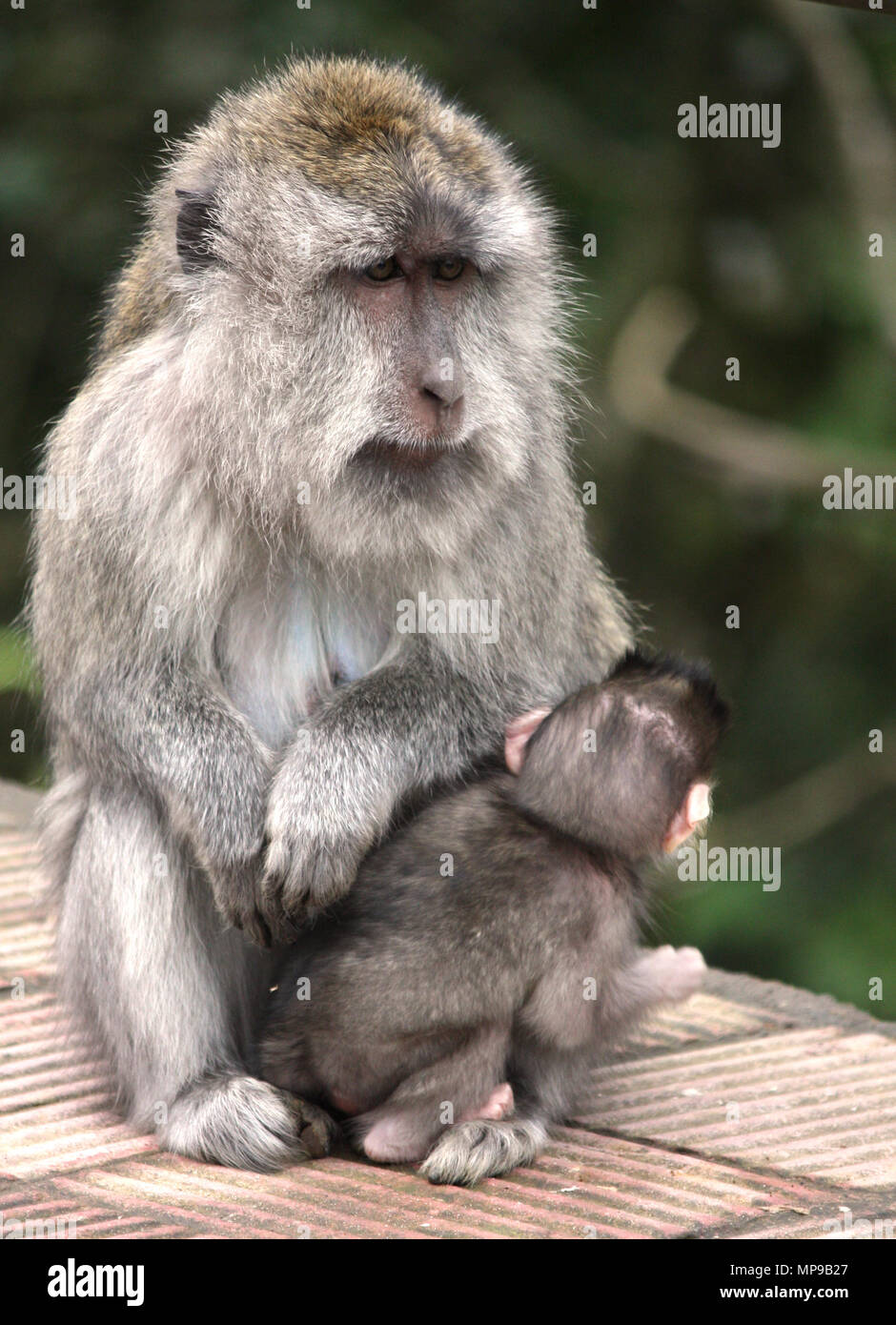A beautiful mother long-tailed macaque (Macaca fascicularis) with her ...