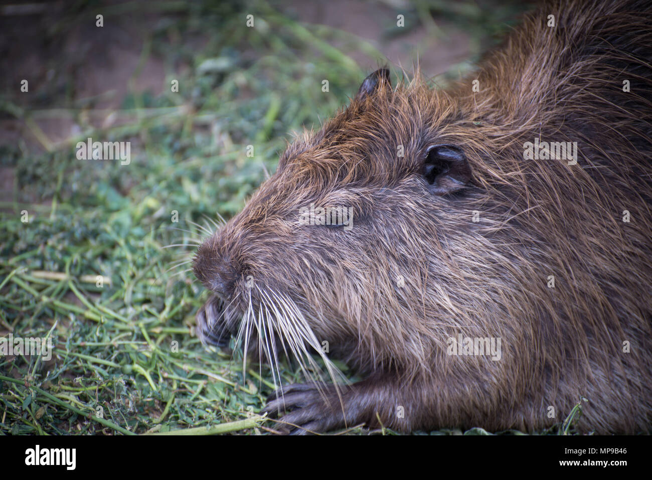 The muskrat eats with one paw Stock Photo - Alamy