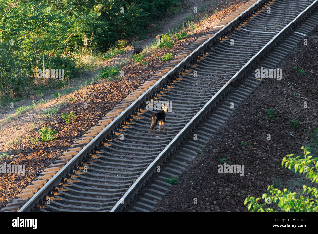 A stray dog walks by rail Stock Photo - Alamy