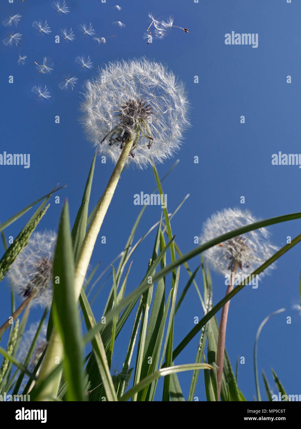 Weed with seeds blowing in the wind hi-res stock photography and images ...