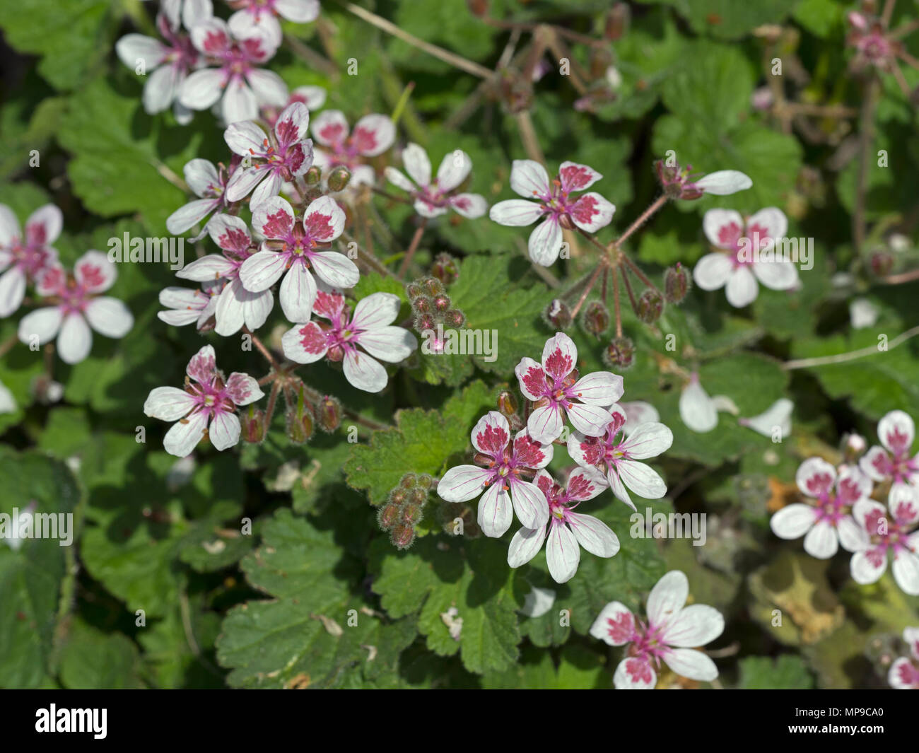 Erodium trifolium pelargonium' heron's bill' Stock Photo - Alamy
