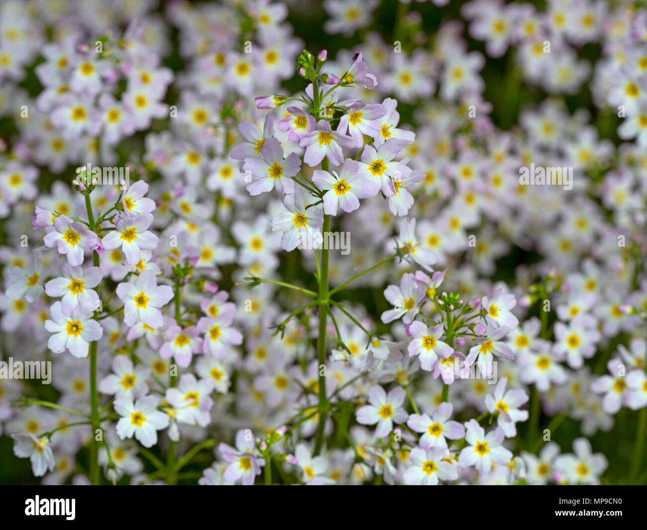 Water-violet Hottonia palustris County flower of Huntingdonshire Stock ...