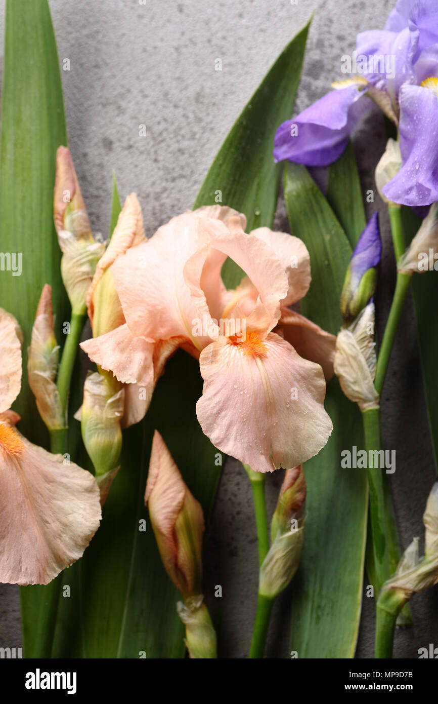 Pink iris flowers top view Stock Photo - Alamy