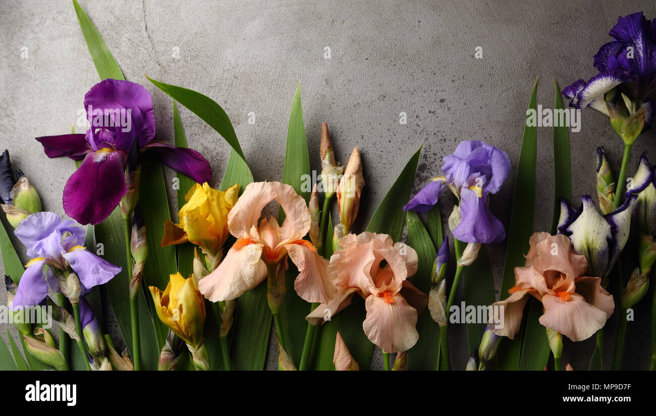 Fresh iris flowers top view on gray Stock Photo - Alamy