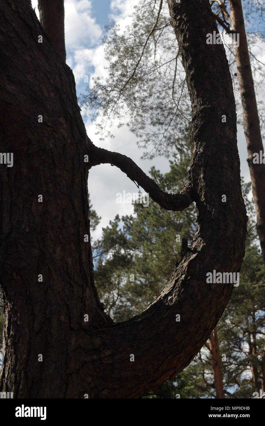 Heart shaped tree trunk and branches Stock Photo - Alamy