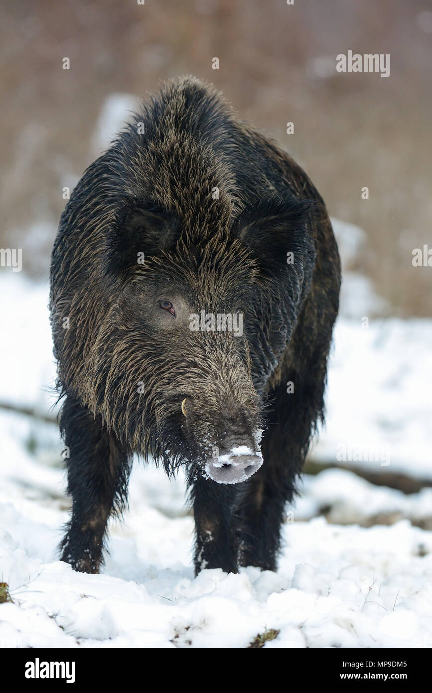 Germany boar hunt hi-res stock photography and images - Alamy