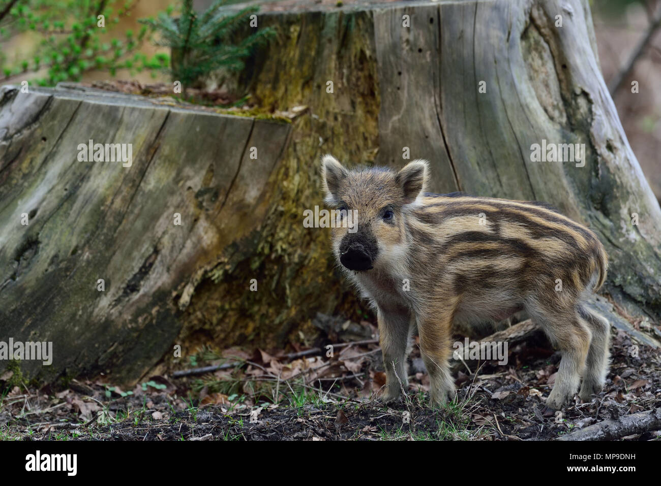 Wild boar, young boar in the forest, (sus scrofa), germany Stock Photo ...