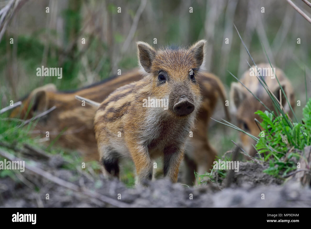 Wild boar, young boar look curious, (sus scrofa), germany Stock Photo ...