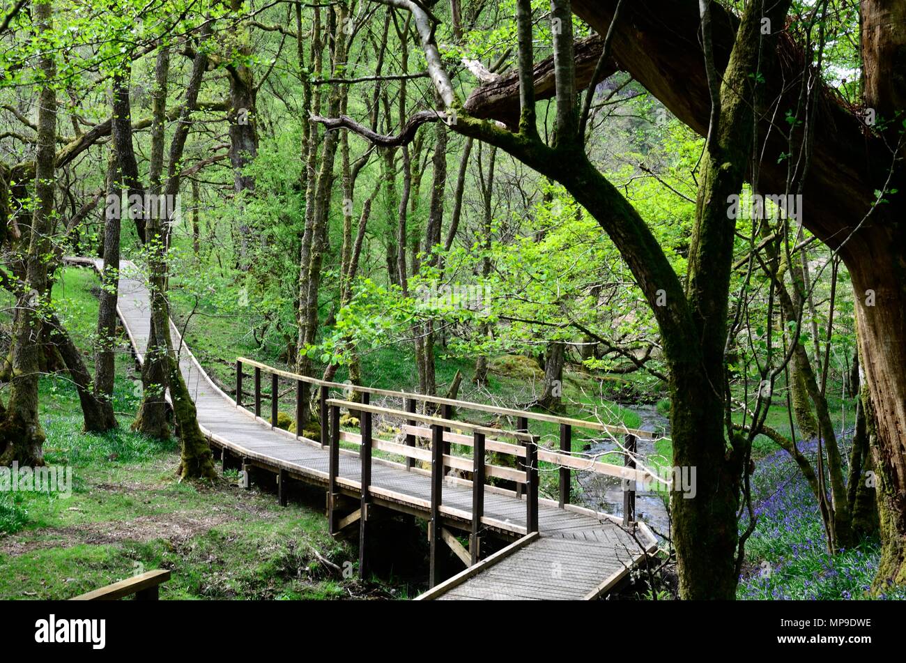 Boardwalk through Gwenffrwd-Dinas RSPB Nature Reserve in spring ...