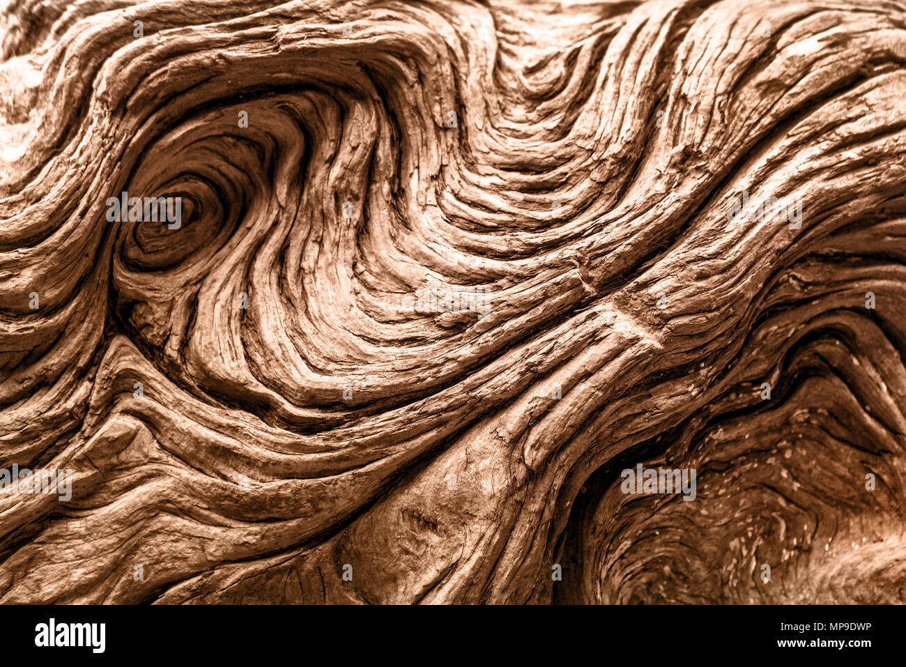 Curved tree bark hi-res stock photography and images - Alamy