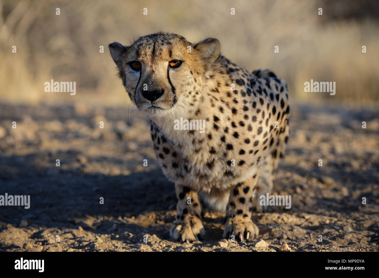 Cheetah namibia conservation hi-res stock photography and images - Alamy