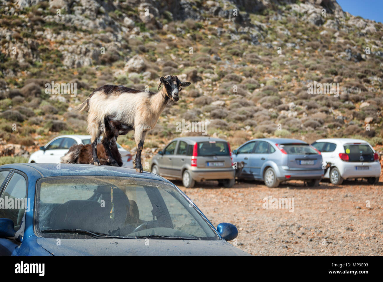 Goats standing on a car in an outside parking lot in Crete, Greece ...