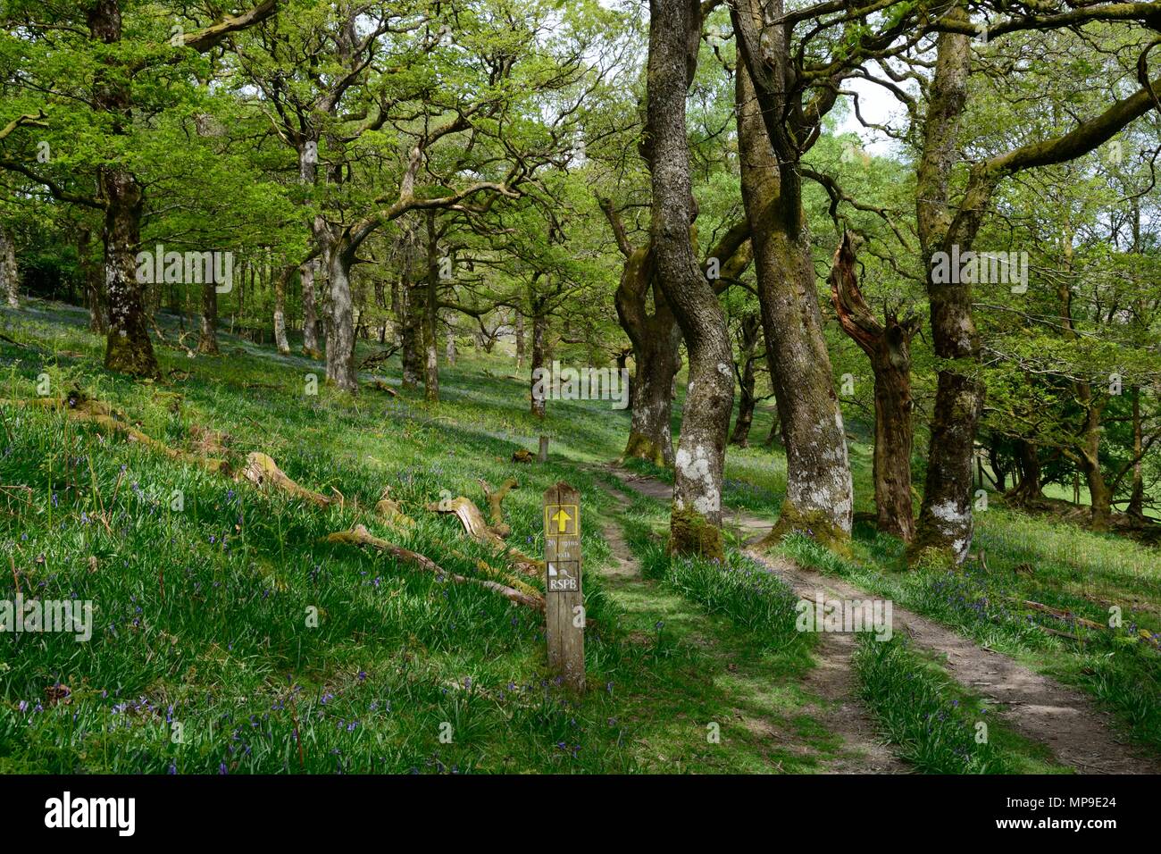 Mature oak woodland hi-res stock photography and images - Alamy