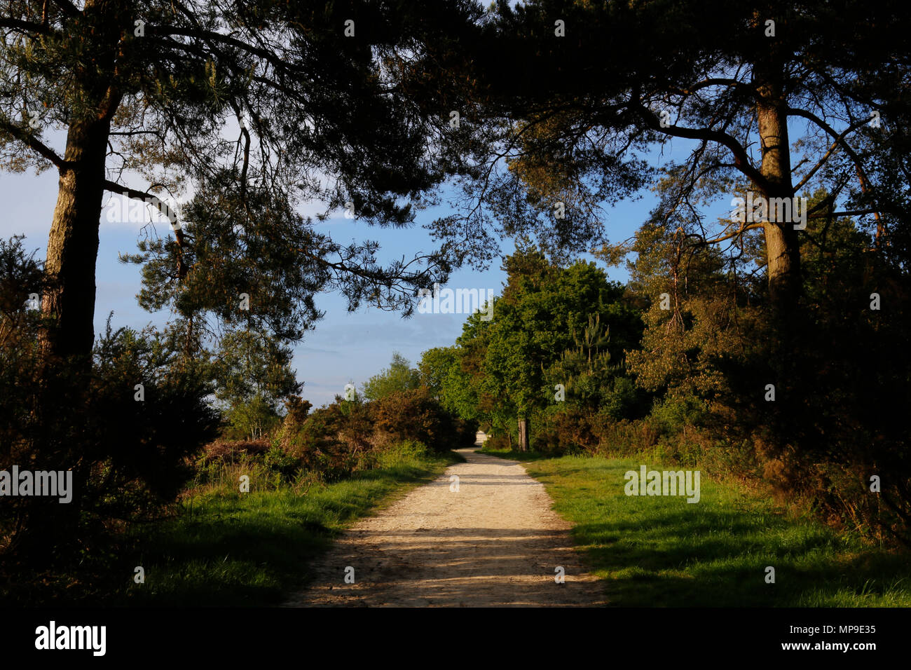 Trees in forest in evening sunshine Stock Photo - Alamy